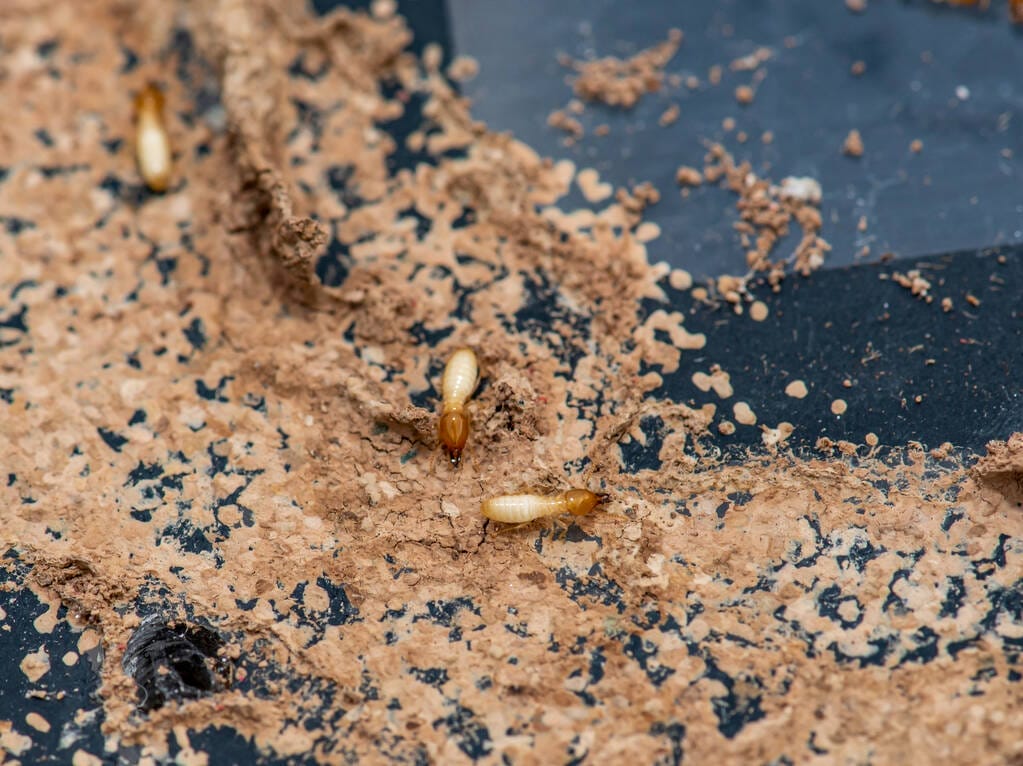 Termite Prevention Strategies for Commercial Property Managers